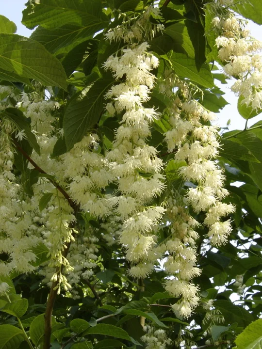 Pterostyrax hispida | Epaulette tree - Van den Berk Nurseries