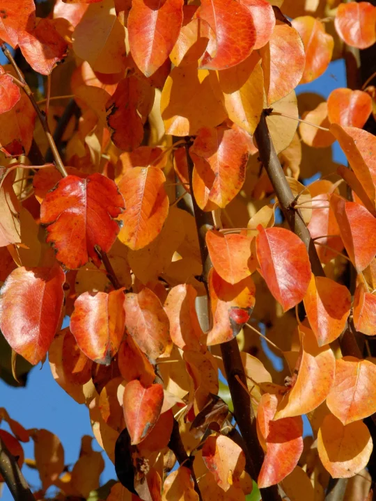 Pyrus communis 'Beech Hill' | Pyrus communis 'Beech Hill' - Van den ...