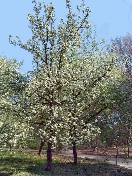 Pyrus nivalis | Snow pear - Van den Berk Nurseries
