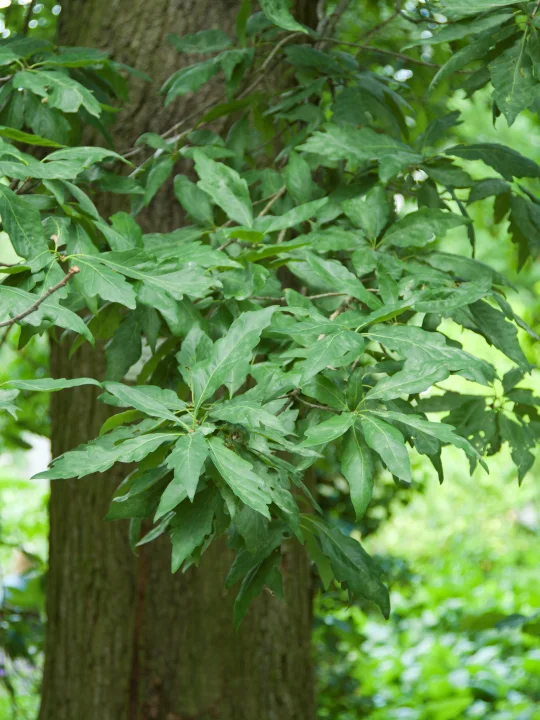 Quercus petraea 'Mespilifolia' | Quercus petraea 'Mespilifolia' - Van ...