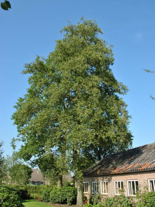 Alnus cordata | Italian alder - Van den Berk Nurseries
