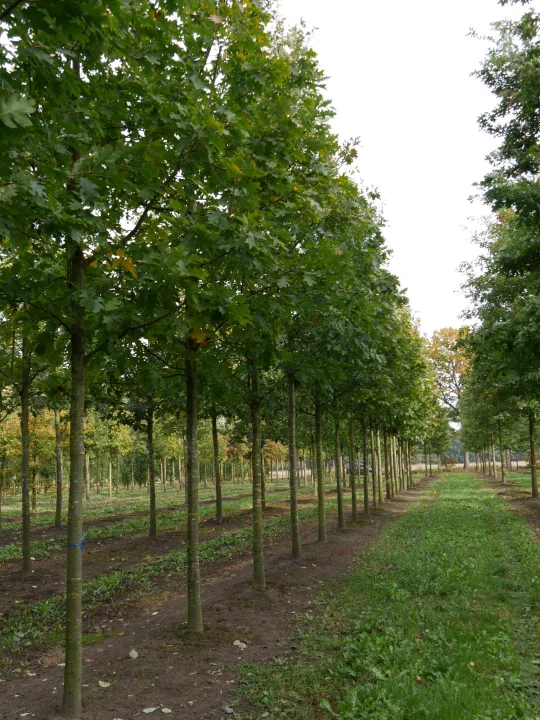 Quercus rubra | Red oak, Nothern Red oak - Van den Berk Nurseries