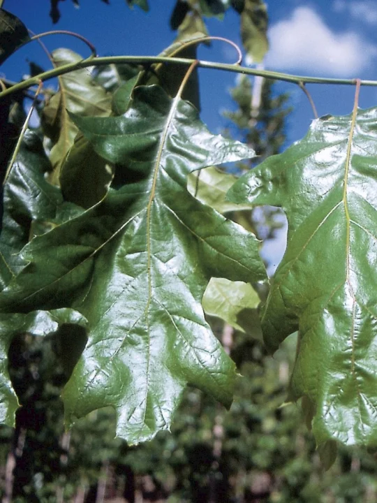 Quercus velutina 'Magnifica' | Quercus velutina 'Magnifica' - Van den ...
