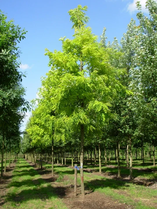 Robinia pseudoacacia 'Frisia' | Robinia pseudoacacia 'Frisia' - Van den ...
