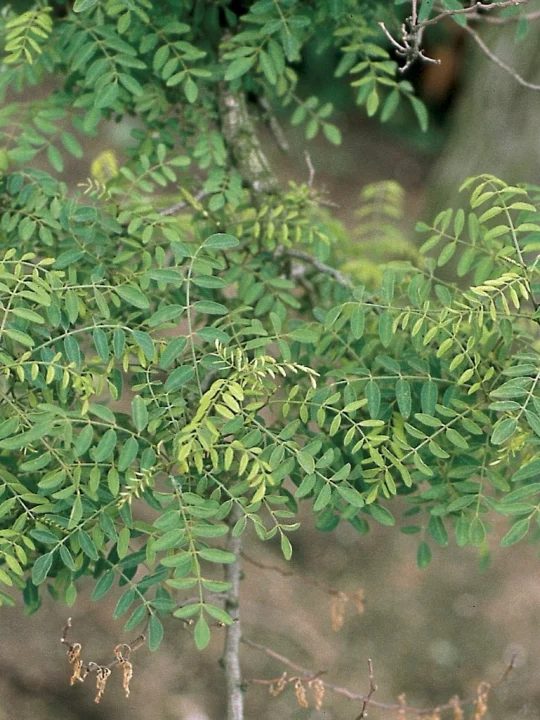 Robinia pseudoacacia 'Myrtifolia' | Robinia pseudoacacia 'Myrtifolia ...