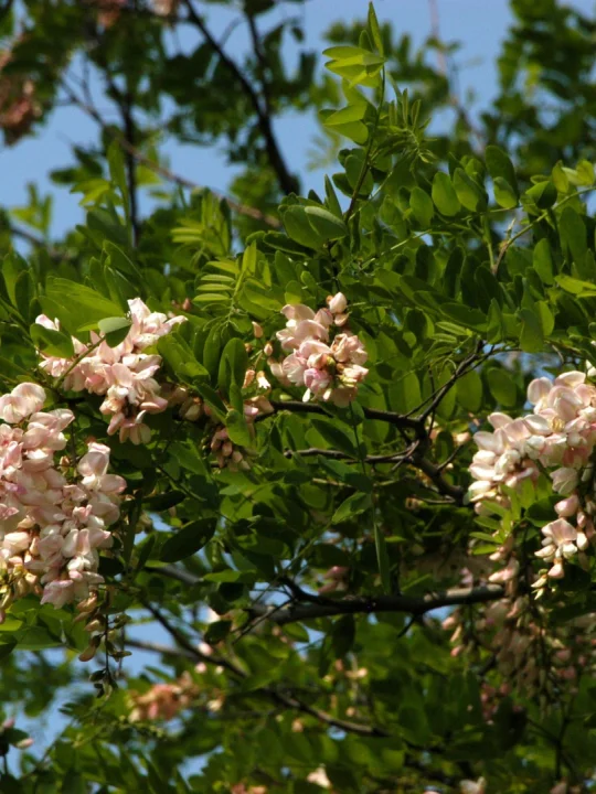 Robinia pseudoacacia 'Sandraudiga' | Robinia pseudoacacia 'Sandraudiga ...