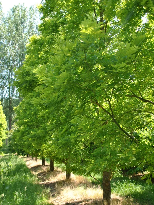 Styphnolobium japonicum PRINCETON UPRIGHT ('Fleright') | Styphnolobium ...