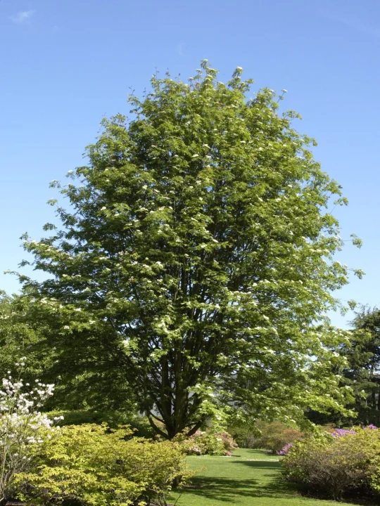 Sorbus commixta | Japanese rowan - Van den Berk Nurseries