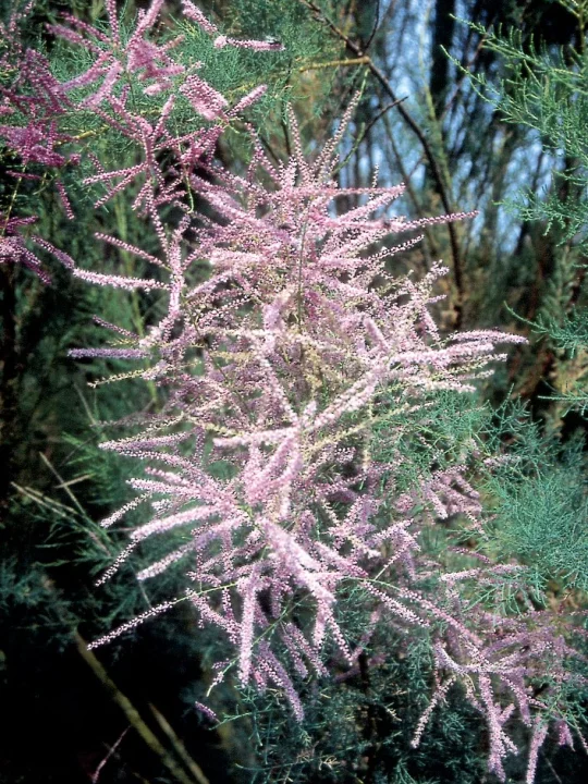 Tamarix tetrandra | Tamarix tetrandra - Van den Berk Nurseries