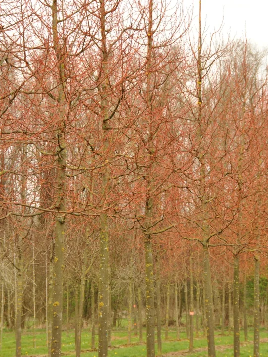 Tilia cordata 'Winter Orange' | Tilia cordata 'Winter Orange' - Van den ...