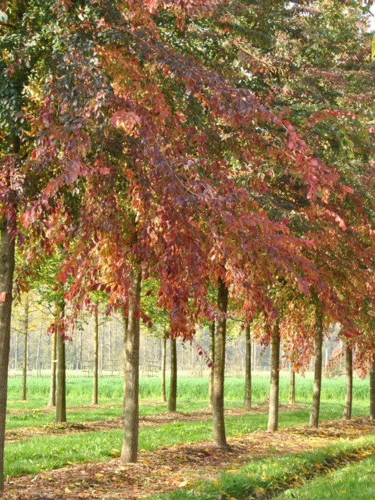 Ulmus 'Frontier' | Ulmus 'Frontier' - Van den Berk Nurseries