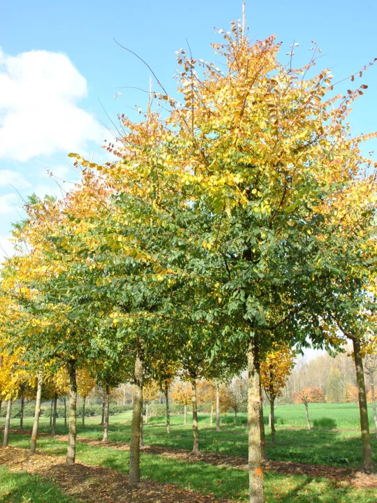 Ulmus minor 'Cloud Corky' | Ulmus minor 'Cloud Corky' - Van den Berk ...