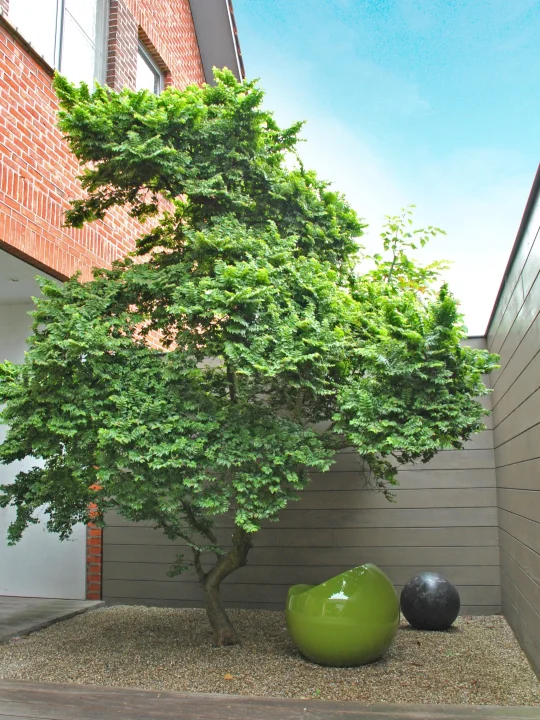 Ulmus minor 'Jacqueline Hillier' | Ulmus minor 'Jacqueline Hillier ...