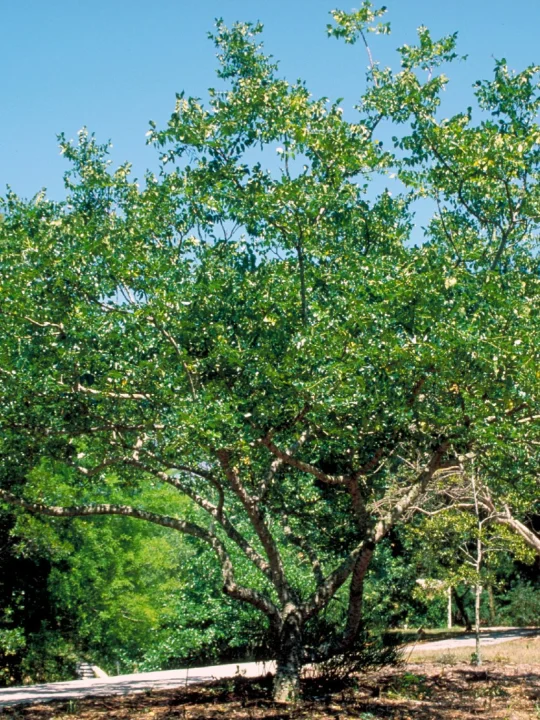 Zanthoxylum americanum | Prickly-ash, Toothache tree - Van den Berk ...