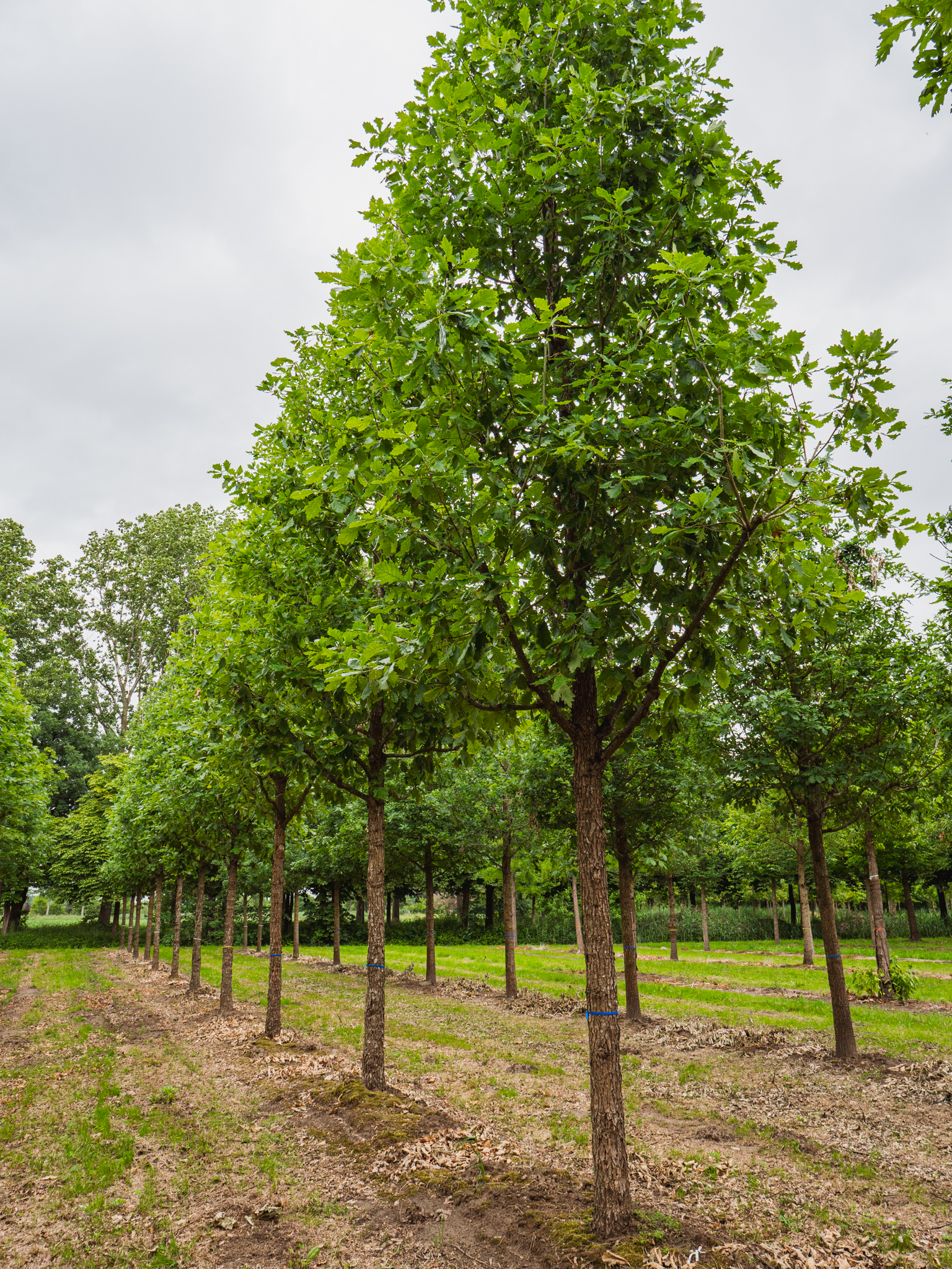 Quercus ×macdanielii HERITAGE ('Clemons') | Quercus ×macdanielii ...
