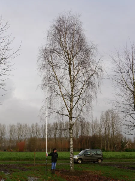 Betula pendula | Common silver birch, European birch - Van den Berk ...