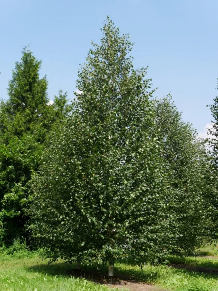 Betula utilis 'Doorenbos' | Betula utilis 'Doorenbos' - Van den Berk ...