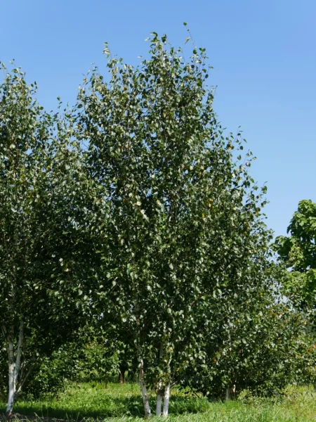 Betula utilis var. jacquemontii | White-barked Himalayan birch - Van ...