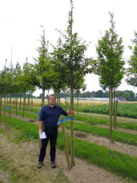 Carpinus japonica | Japanese Hornbeam - Van den Berk Nurseries