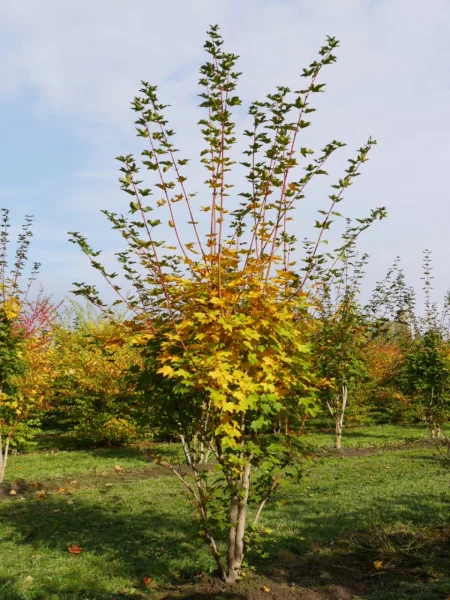 Acer cappadocicum 'Rubrum' | Caucasian maple, Cappadocian maple - Van ...