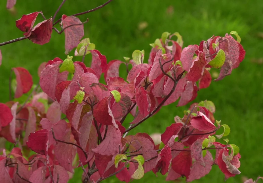 Cornus florida | Flowering dogwood - Van den Berk Nurseries