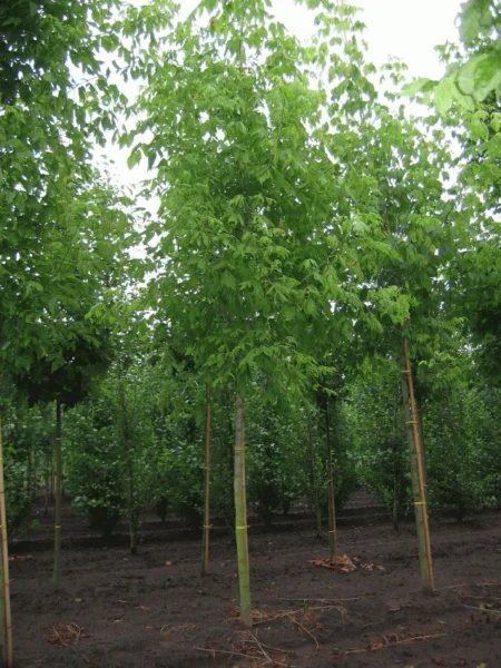 acer negundo uk
