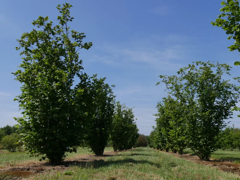 Corylus avellana | Common hazel - Van den Berk Nurseries