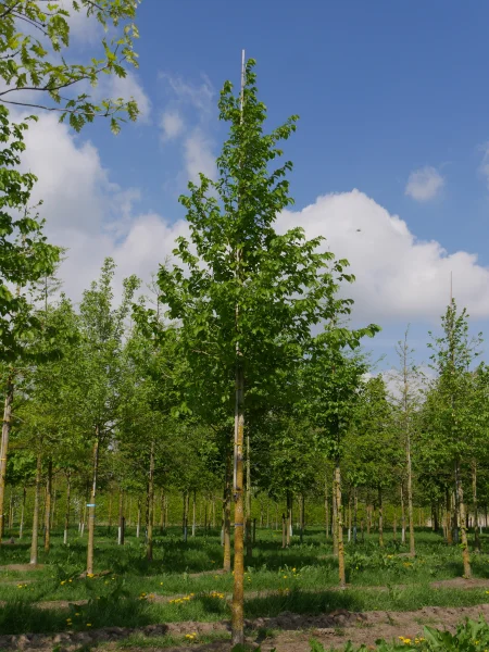 Corylus colurna | Turkish hazel, Turkish filbert - Van den Berk Nurseries