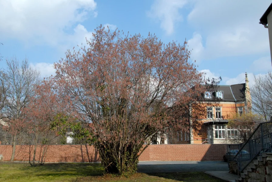 Corylus maxima 'Purpurea' | Purple giant filbert - Van den Berk Nurseries