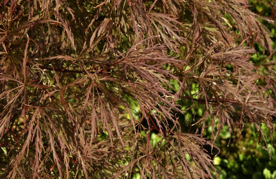 Acer palmatum 'Pink Filigree' | Acer palmatum 'Pink Filigree' - Van den ...