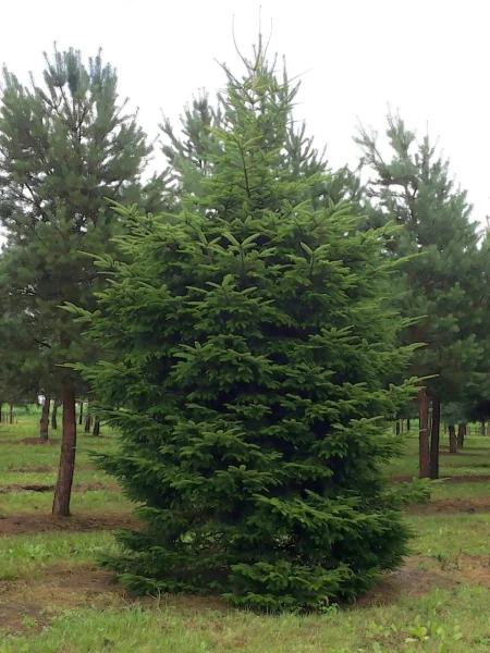 Abies alba | Abies alba - Van den Berk Nurseries