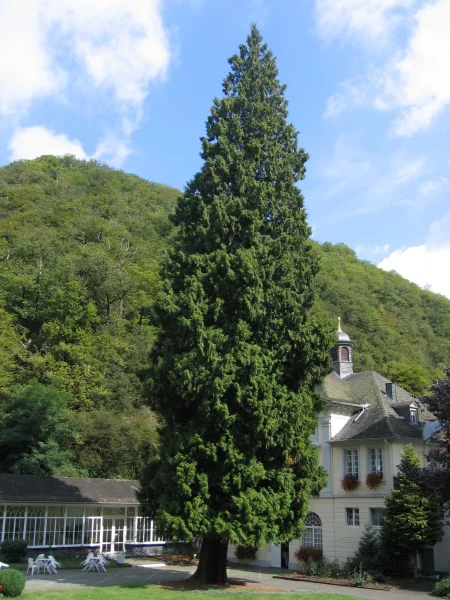 Chamaecyparis lawsoniana | Lawson cypress, Lawson false cypres - Van ...