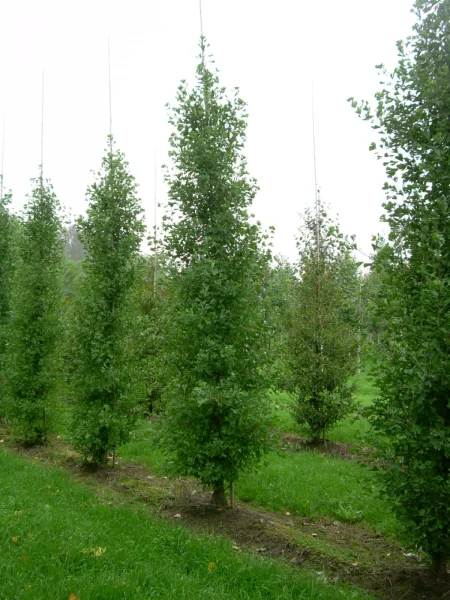 Ginkgo biloba FASTIGIATA BLAGON ('Blagon') | Ginkgo biloba FASTIGIATA ...