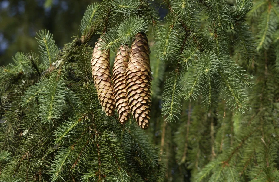Picea abies | Common spruce, Norway spruce - Van den Berk Nurseries