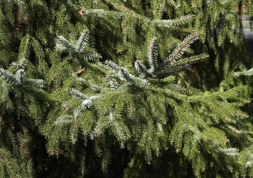 Picea omorika | Serbian spruce - Van den Berk Nurseries