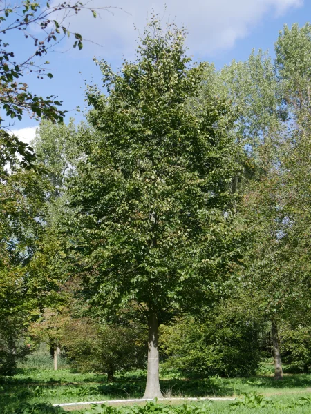 Fagus sylvatica | Common beech, European beech - Van den Berk Nurseries