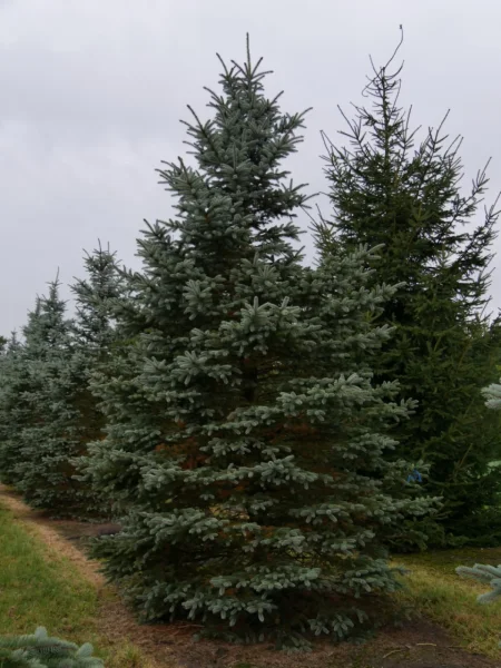 Picea pungens 'Fat Albert' | Picea pungens 'Fat Albert' - Van den Berk ...