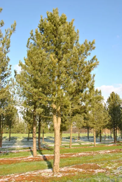 Pinus cembra | Arolla pine, Swiss stone pine - Van den Berk Nurseries