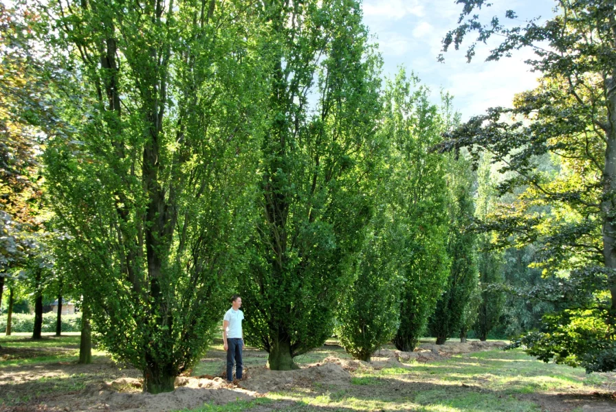 Fagus sylvatica 'Dawyck' | Dawyck beech - Van den Berk Nurseries