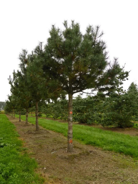 Pinus nigra subsp. nigra | Austrian pine, Black pine - Van den Berk ...