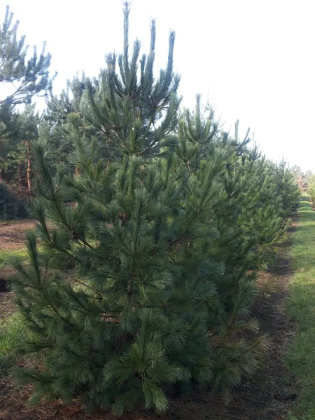 Pinus peuce | Macedonian pine, Balkan pine - Van den Berk Nurseries