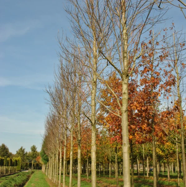 Fraxinus pennsylvanica CIMMARON ('Cimmzam') | Fraxinus pennsylvanica ...