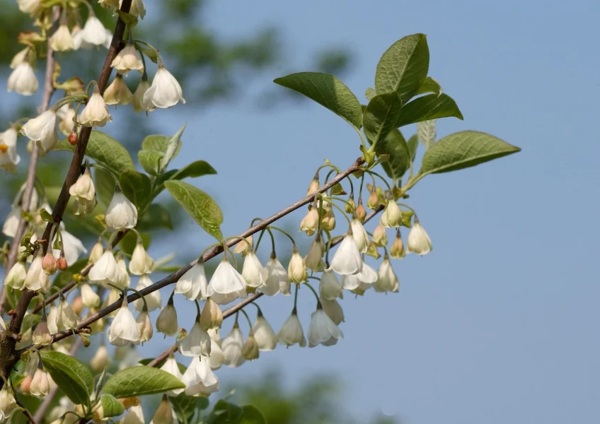 Halesia carolina | Snowdrop tree, Silver bell - Van den Berk Nurseries