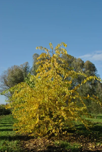 Maclura pomifera | Osage orange, Hedge apple, Bowwood - Van den Berk ...