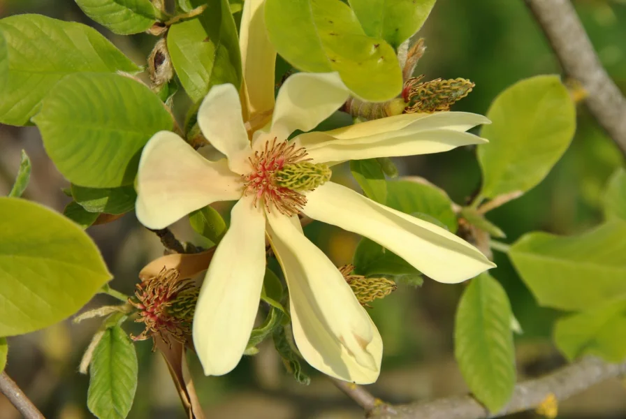 Magnolia 'Butterflies' | Magnolia 'Butterflies' - Van den Berk Nurseries