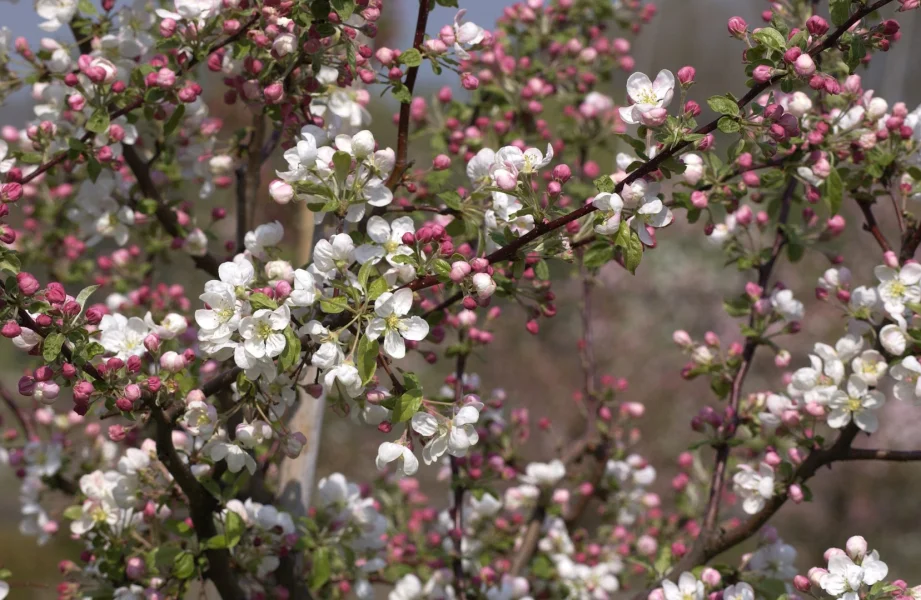 Malus 'Evereste' | Flowering Crab - Van den Berk Nurseries
