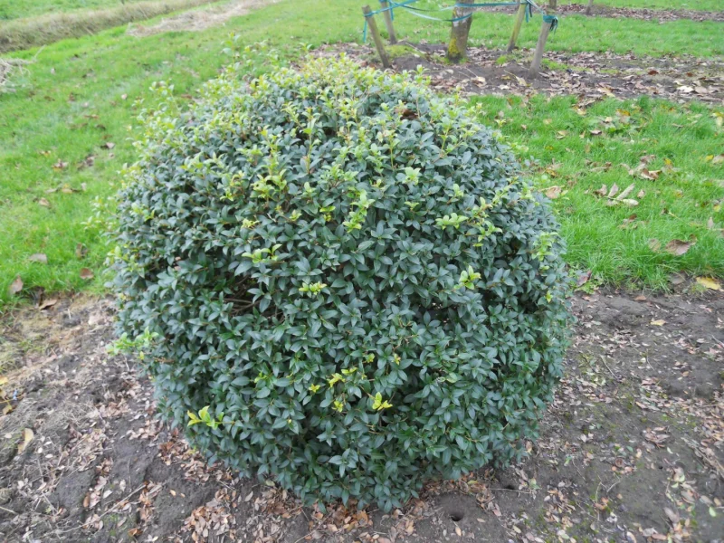 Osmanthus burkwoodii | Osmanthus burkwoodii - Van den Berk Nurseries