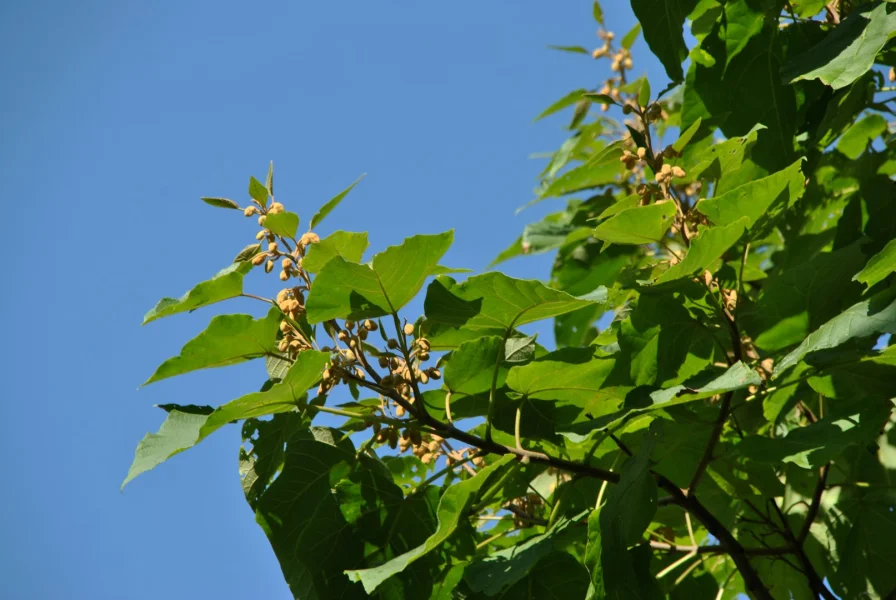 Paulownia elongata | Paulownia elongata - Van den Berk Nurseries