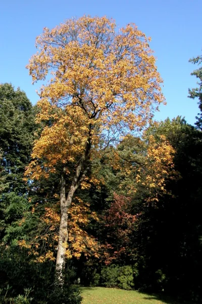 Aesculus flava | Sweet buckeye, Yellow buckeye - Van den Berk Nurseries