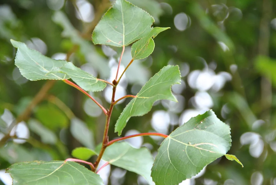 Populus nigra | Black poplar, Old English poplar - Van den Berk Nurseries